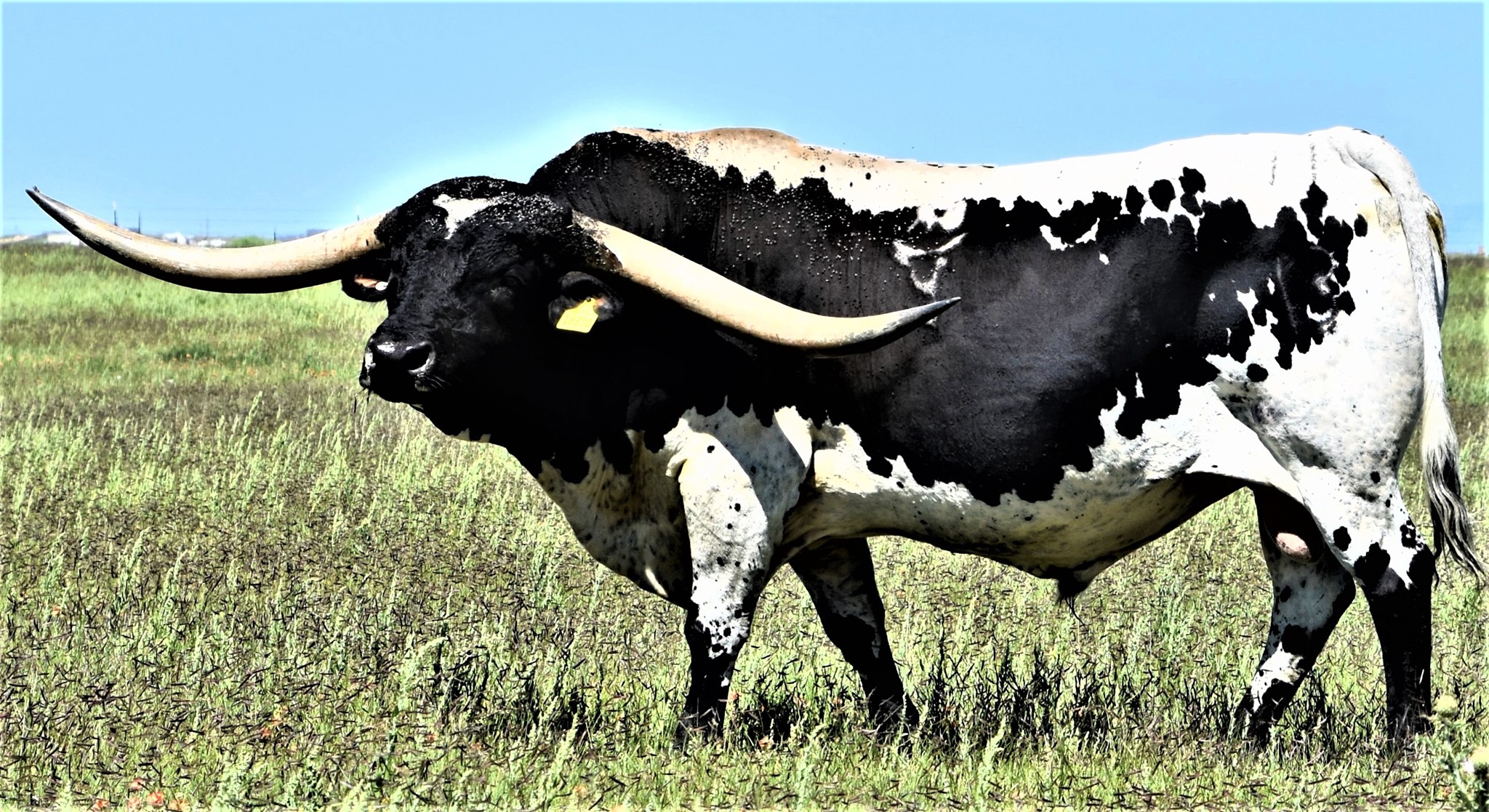 Tuff And Ready longhorn bull